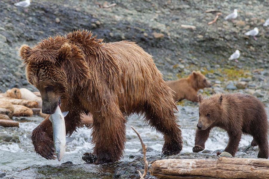 Polar Bear Expeditions | Bespoke Grizzly Bear Safaris | Natural High