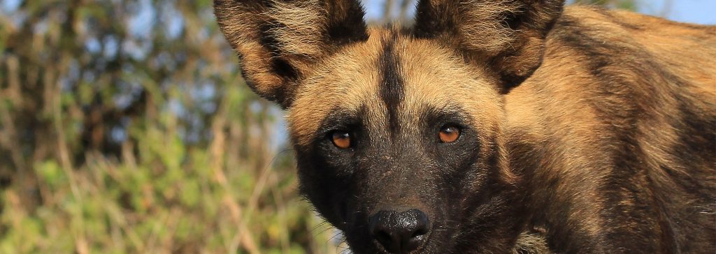 On the trail of Laikipia’s wild dog | Natural High Safaris